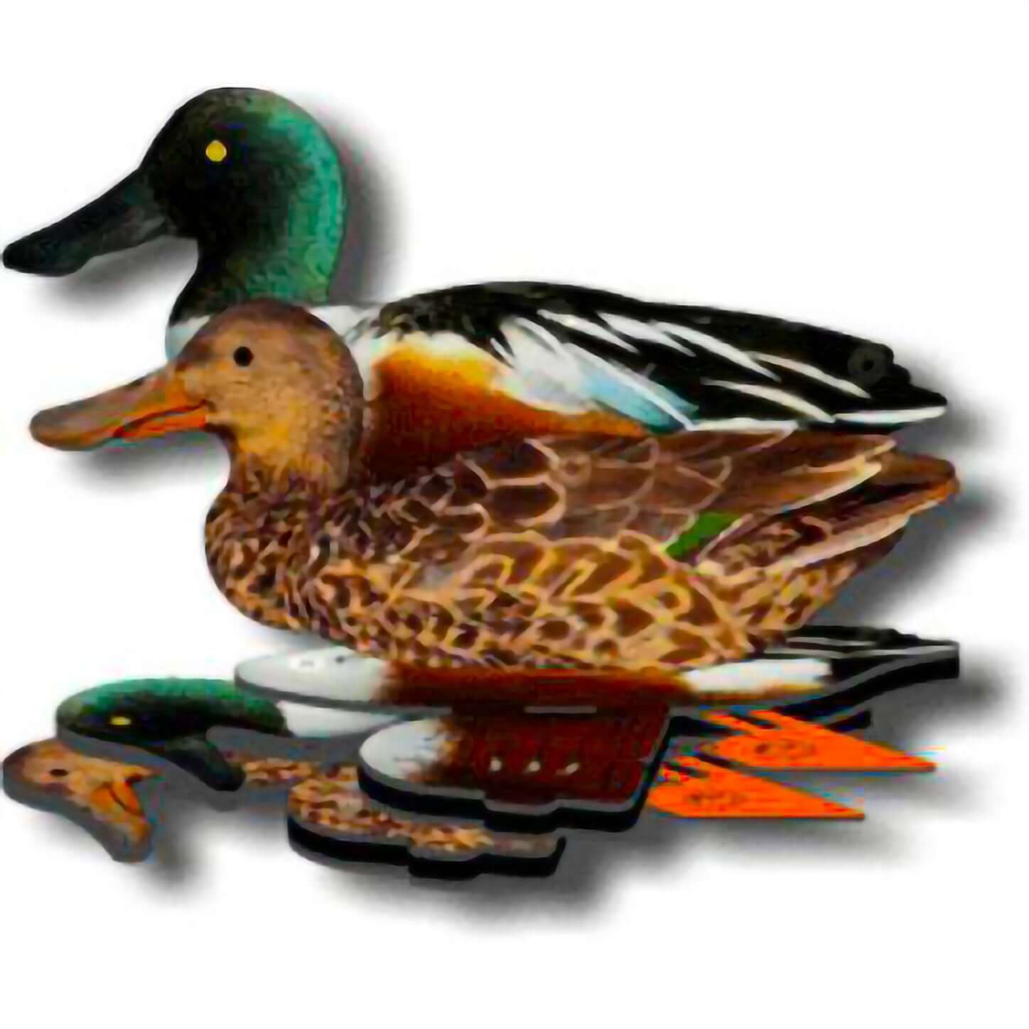 Shoveler Duck Decoys – Collapsible Full Body Shoveler Decoy